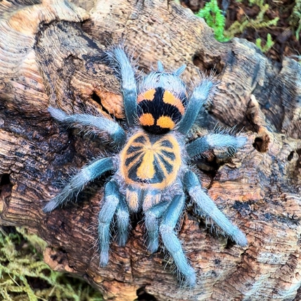 Westsidereptiles LLC - MorphMarket