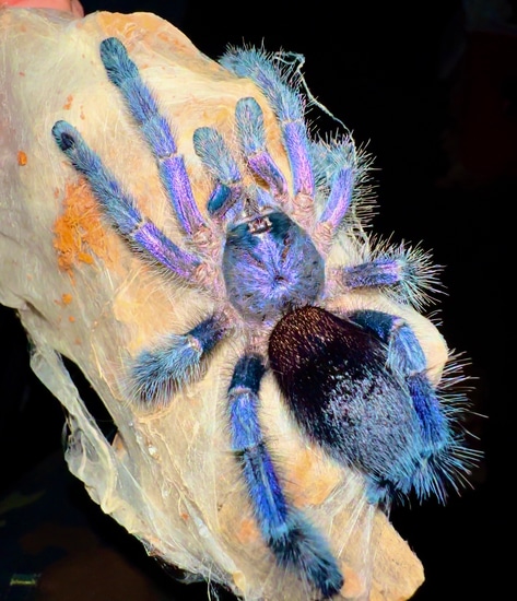 True Purple Pink Toe (Avicularia Sp. Ecuador) *EXTREMELY RARE ...