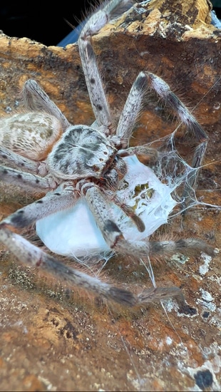 Holconia Murrayensis *HANDLEABLE* (Giant Australian Huntsman) Tarantula ...