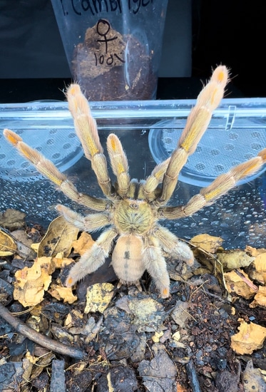 Trinidad Chevron Tarantula Adult Female (Psalmopoeus Cambridgei) by ...