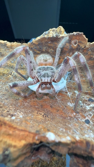 Holconia Murrayensis *HANDLEABLE* (Giant Australian Huntsman) Tarantula ...