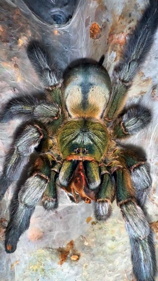 Trinidad Chevron Tarantula Adult Female (Psalmopoeus Cambridgei) by ...