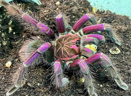 Pink Bloom Bird-Eater (Pamphobeteus Platyomma) FEMALE Tarantula by ...