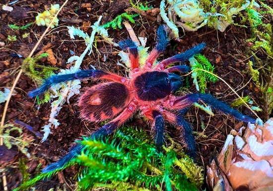 Female Lava Spider + Unsexed Sling! (Davus Sp. Panama) Tarantula by ...