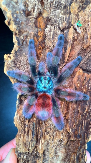 Caribena Versicolor Adult FEMALE (Antilles Pinktoe) Tarantula by ...