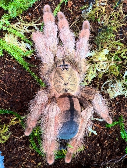 Psalmopoeus Emeraldus *EXTREMELY RARE* Tarantula by Westsidereptiles LLC