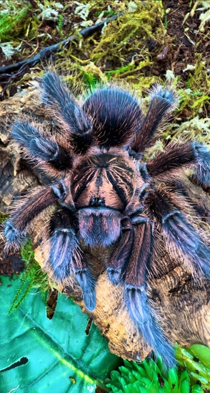 Red Island Birdeater *FEMALE* (Phormictopus Atrichomatus) Tarantula by ...