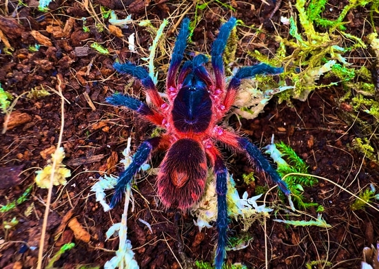 Lava Spider - WELL STARTED SLING! (Davus Sp. Panama) Tarantula by ...