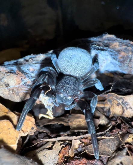 Velvet Spider Sub-Adult *FEMALE* (Euresus Albopictus) Tarantula by ...