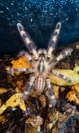 Poecilotheria Miranda *Sub-Adult Pair* (Bengal Spotted Ornamenta ...
