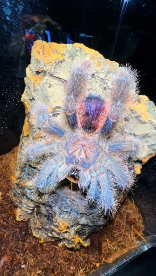 TRUE PERU PURPLE *Adult Female* (Avicularia Juruensis) Tarantula by ...