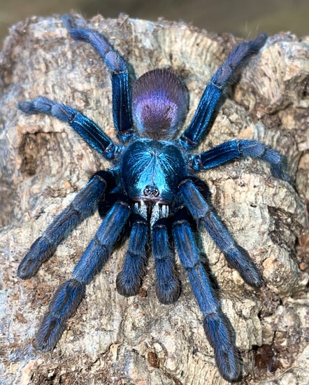 LSD Earth Tiger *PAIRED FEMALE* (Haploclastus Devamatha Tarantula by ...