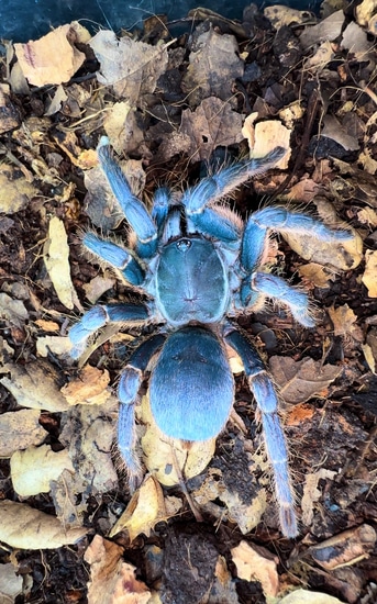 Orithoctinae Sp. Vietnam Silver (Sub Adult Female) Tarantula by ...