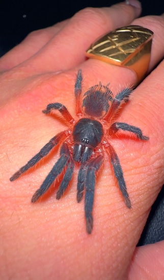Lava Spider (Female) *Davus Sp. Panama* Tarantula by Westsidereptiles LLC