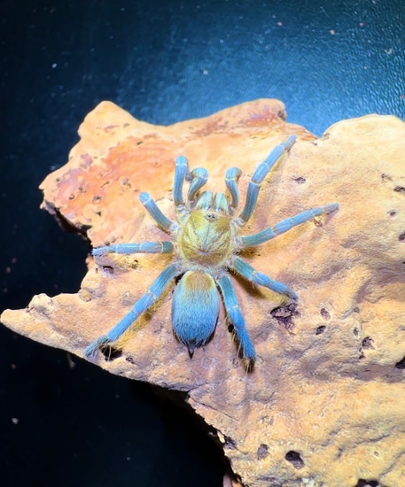 Royal Blue Beauty (Well Started) Theraphosidae Sp. Kingfisher Tarantula ...
