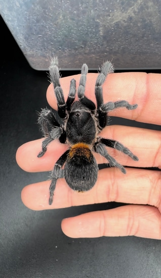 Chilean Flame Rump - FEMALE - (Homoeomma Chilensis) Tarantula by ...