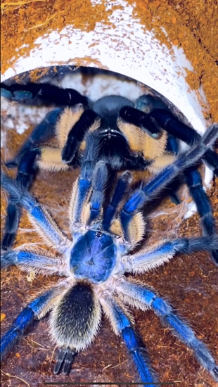 M. Balfouri X6 Communal (Socotra Island Blue Baboon) *HIGH BLUE ...