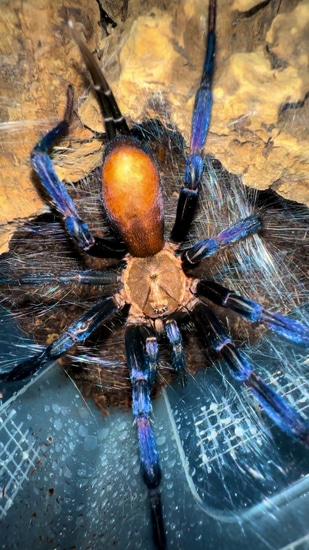 Blue And Gold Curtain Web *Extremely Rare* (Linothele Sericata) Other ...