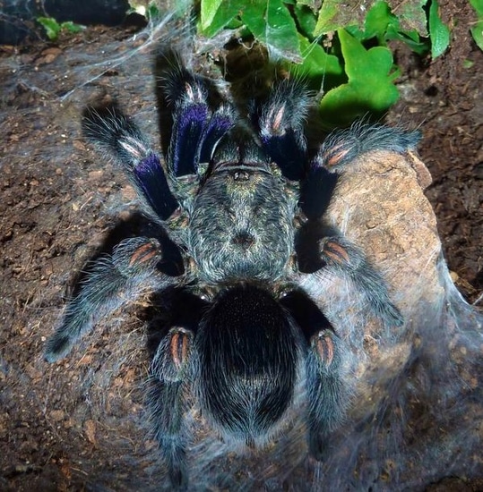 Chilean Blue Femur (Euathlus Truculentus) *EXTREMELY RARE* Tarantula by ...