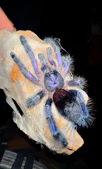 Royal Purple Pinktoe *ADULT FEMALE* (TRUE Avicularia Purpurea ...