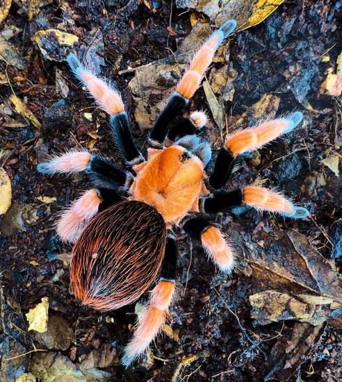 Mexican Blood Leg *Female* (Aphonopelma Bicoloratum) *RARE* Tarantula ...