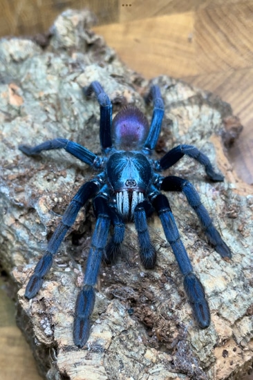 LSD Earth Tiger *PAIRED FEMALE* (Haploclastus Devamatha Tarantula by ...
