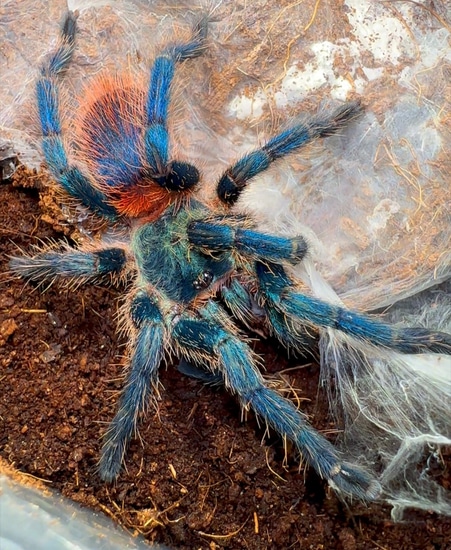 Brazillian Blue Dwarf Beauty (D. Diamantinensis) *Adult Pair* Tarantula ...