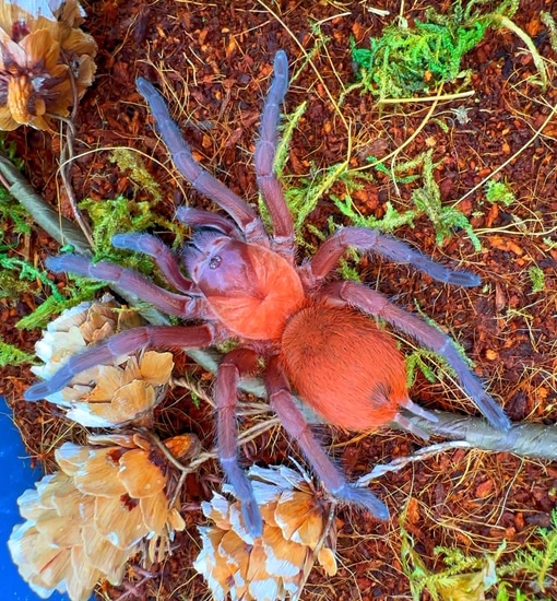 Orange/Violet Masked Tarantula *Juvenile Female* (Citharacanthus ...