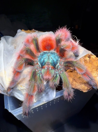 Caribena Versicolor FEMALE (Antilles Pinktoe) *Green Color Form ...