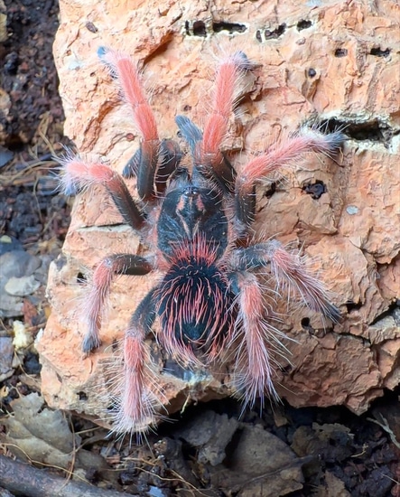 Pamphobeteus Solaris (Well Started Sling) EXTREMELY RARE!!! Tarantula ...