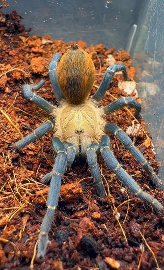 Royal Blue Beauty (Theraphosidae Sp. Kingfisher) RARE!! Tarantula by ...