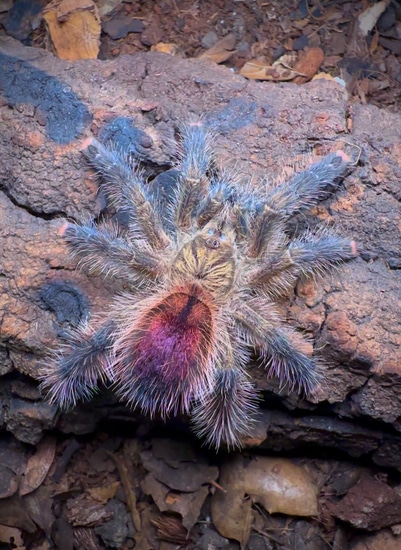 Madi Gras PinkToe! (Extremely Rare) Tarantula by Westsidereptiles LLC
