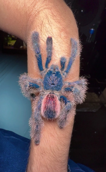TRUE PERU PURPLE *Female* (Avicularia Juruensis M2) Tarantula by ...