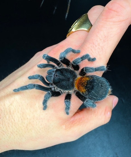 Chilean Flame Rump - FEMALE - (Homoeomma Chilensis) Extremely Rare ...