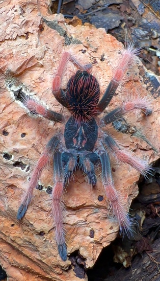 Pamphobeteus Solaris (Well Started Juvenile) EXTREMELY RARE ...