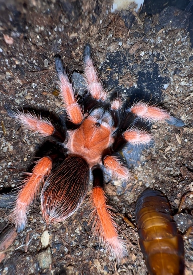 Mexican Blood Leg - Female - {Super Docile} (Aphonopelma Bicoloratum ...