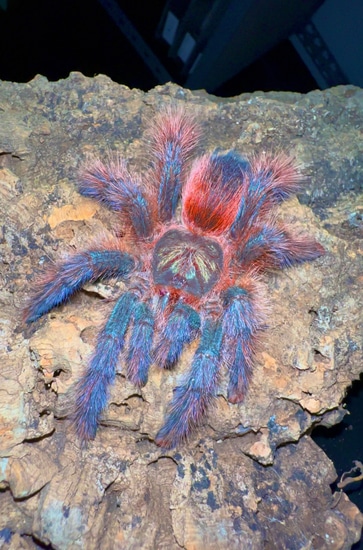 GOLIATH PINK-TOE (Avicularia Braunshauseni) {2.5 Inch Female} Tarantula ...