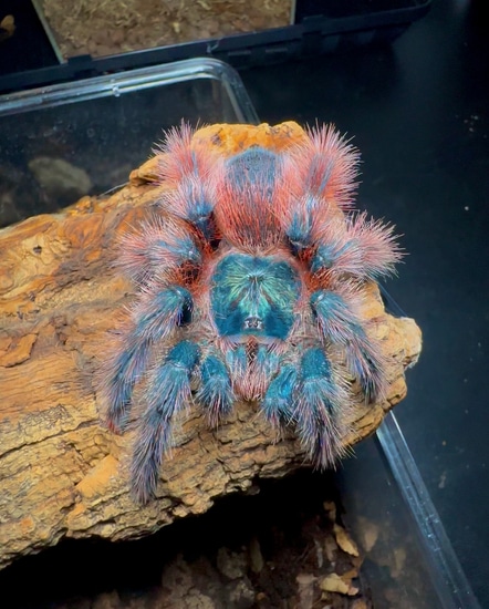 Avicularia Sp. Tucurui - Goliath Wooly Red Leg - 1.75+ Inch Unsexed ...