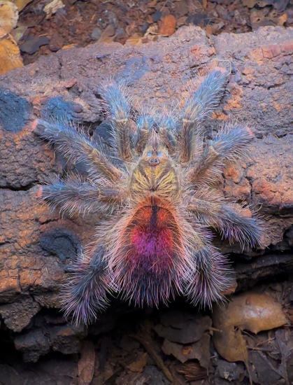 Avicularia Sp. Madi Gras PinkToe - Well Started Sling - 1+ Inch ...