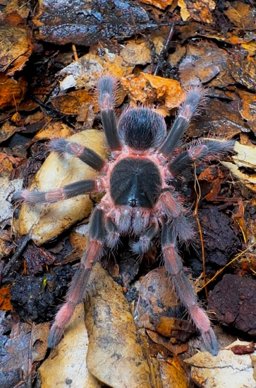 Abdomegaphobema Mesomelas - Costa Rican Giant Red Leg - Female 3+ Inch ...