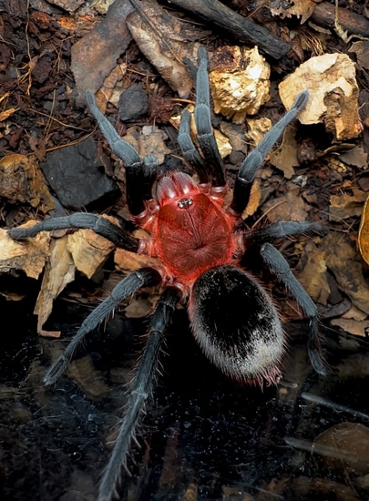 Bumba Tapajos - Brazilian Flaming Pink Head - Female 4.5+ Inch ...