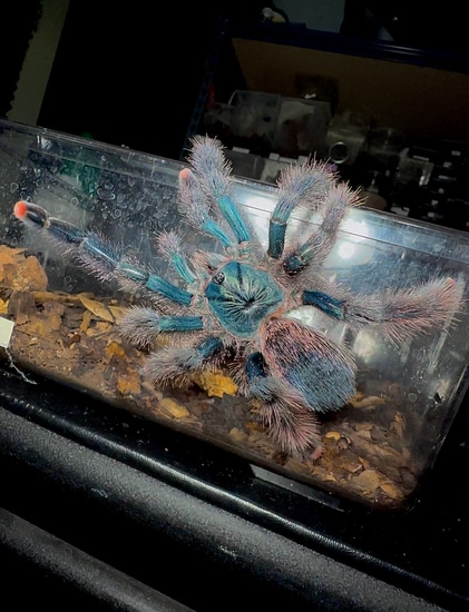 Avicularia Braunshauseni - Goliath Pink Toe - 2+ Inch Female! Tarantula ...