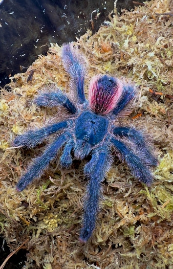 Avicularia Juruensis - Peru Purple Pink Toe - 2.75+ Inch Female ...