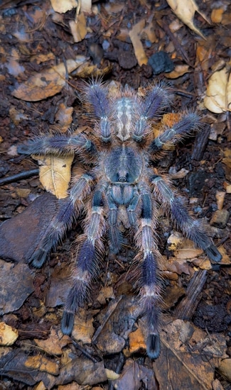 Poecilotheria Miranda MM - Bengal Spotted Ornamental - Fresh Mature ...