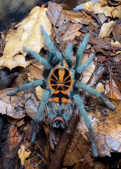 Ecuadorian Crowned Beauty - Theraphosidae Sp. Yasuni - 1.5+ Inch Female ...