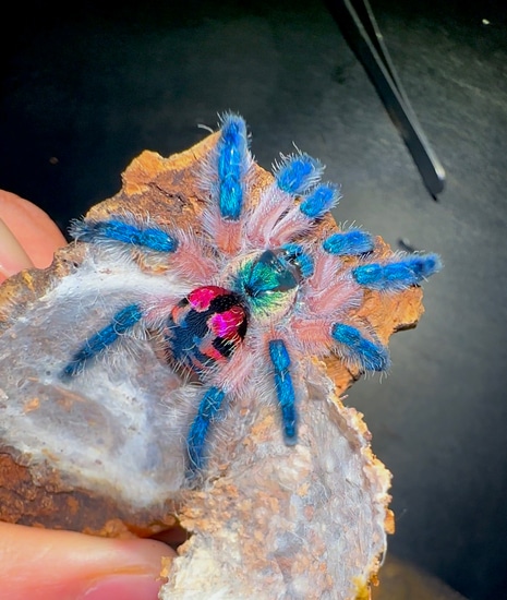 Brazilian Jewel - Sub Adult Female - Typhochlaena Seladonia Tarantula ...