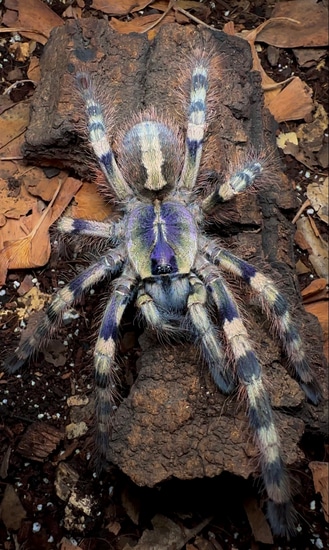 Poecilotheria Formosa – Salem Ornamental - 4.5+ Inch Female Tarantula ...
