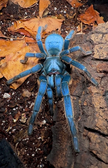 Metallic Silver Earth Tiger - Orithoctinae Sp. Vietnam Silver - Adult ...