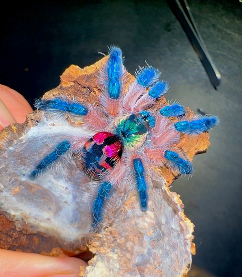 Brazilian Jewel Tarantula - Typhochlaena Seladonia - Well Started ...
