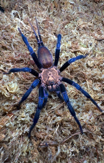 Linothele Sericata - Blue And Gold Curtain Web Spider - 4+ Inch Young ...